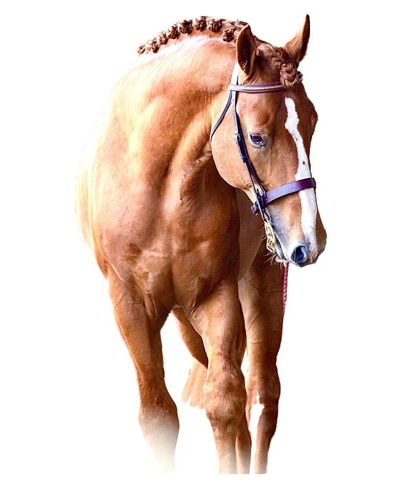 Irish Performance Breeding without Compromise