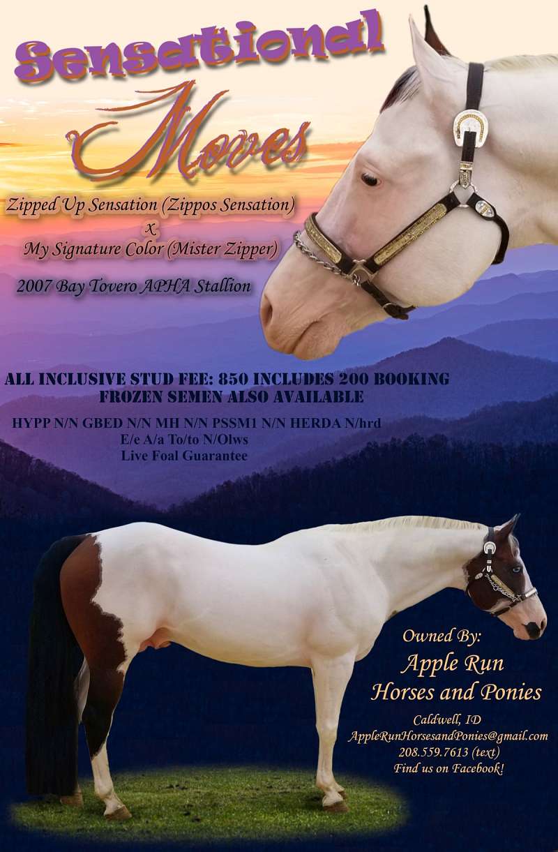 Tovero Stallion Directory