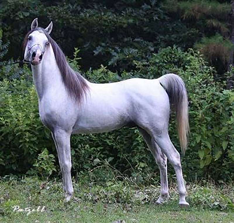 Straight Egyptian Arabian Stallion - Outcross and Old Blood up CLOSE