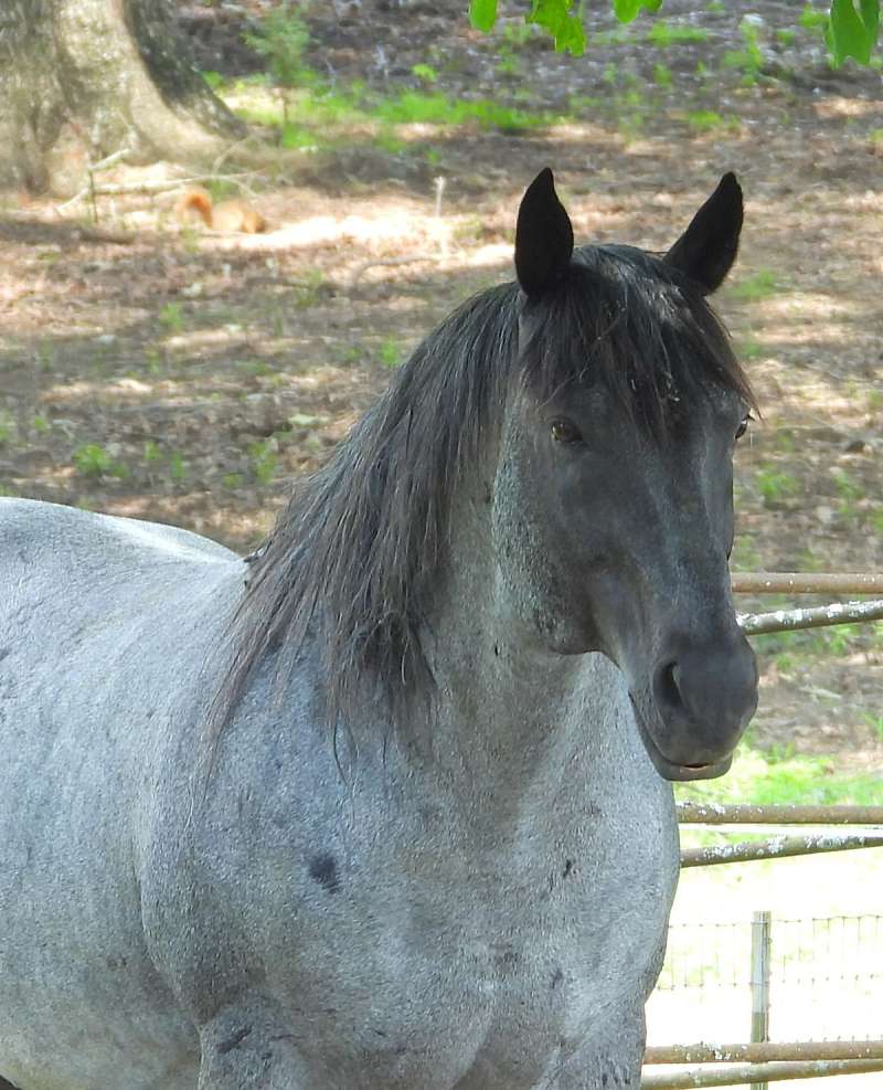 Blue roan stallion. Blue Valentine bred.