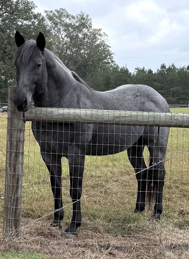 Blue roan stallion. Blue Valentine bred.
