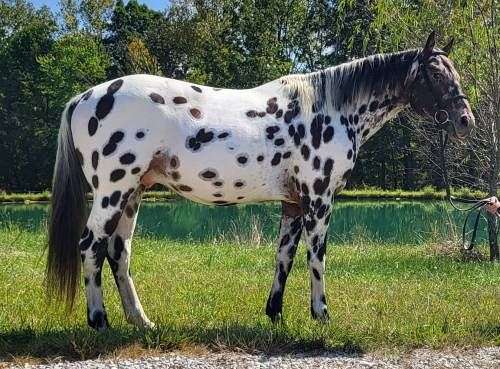 Appaloosa Sport Horse