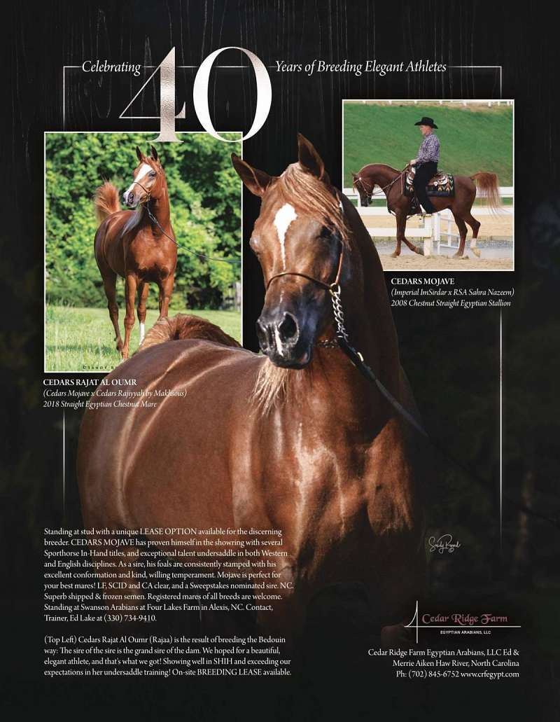 Arabian Sport Horse Stallion: Stud Fee Reduced Arabian, TB, Warmblood Mares