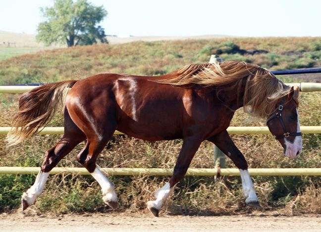 Gorgeous 16.2+H Chestnut w/flaxen and chrome purebred Irish Stallion