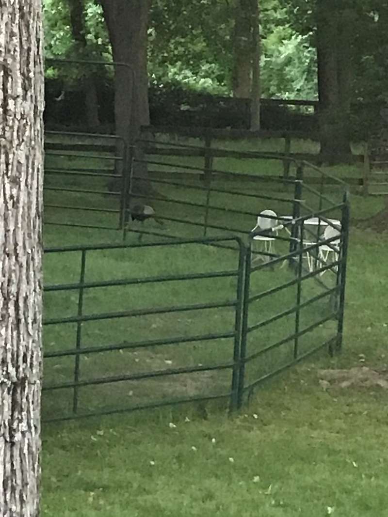 Used Tack and Supplies for Sale